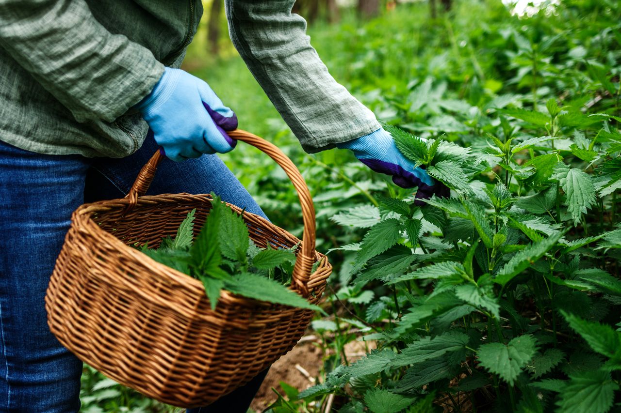 Découvrez les multiples usages du purin d'ortie : un allié naturel pour ...